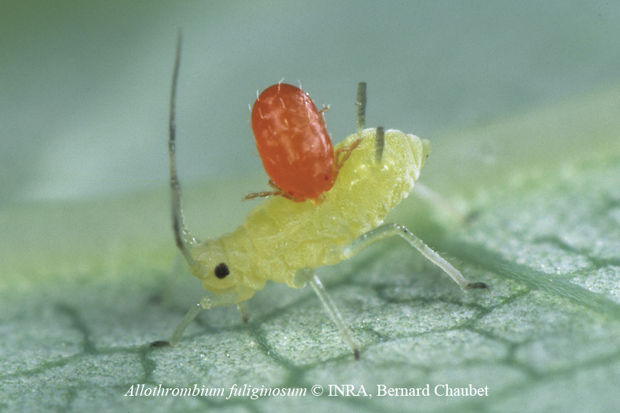 Allothrombium fuliginosum 107 C 900