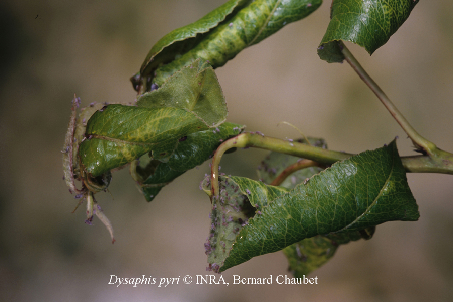 Dysaphis pyri 02 degat-C 900