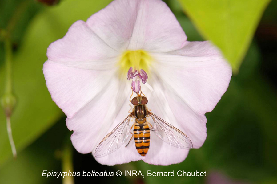 Episyrphus balteatus 09 adulte-C 900