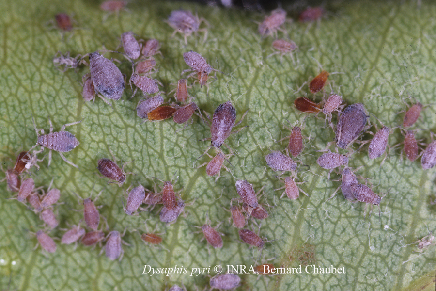 Dysaphis pyri 03 col-C 900