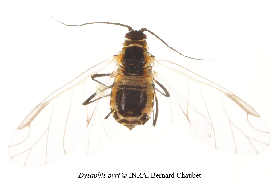 Dysaphis pyri H VL-C 900